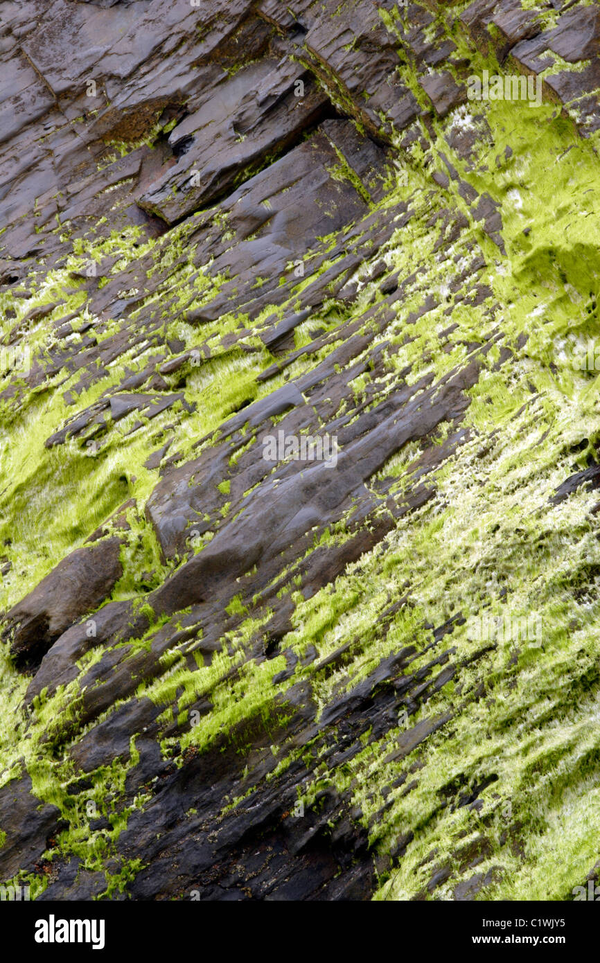 Green algaes hi-res stock photography and images - Alamy