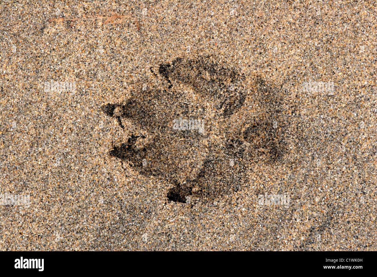 Dog paw print left in sand on beach Stock Photo - Alamy
