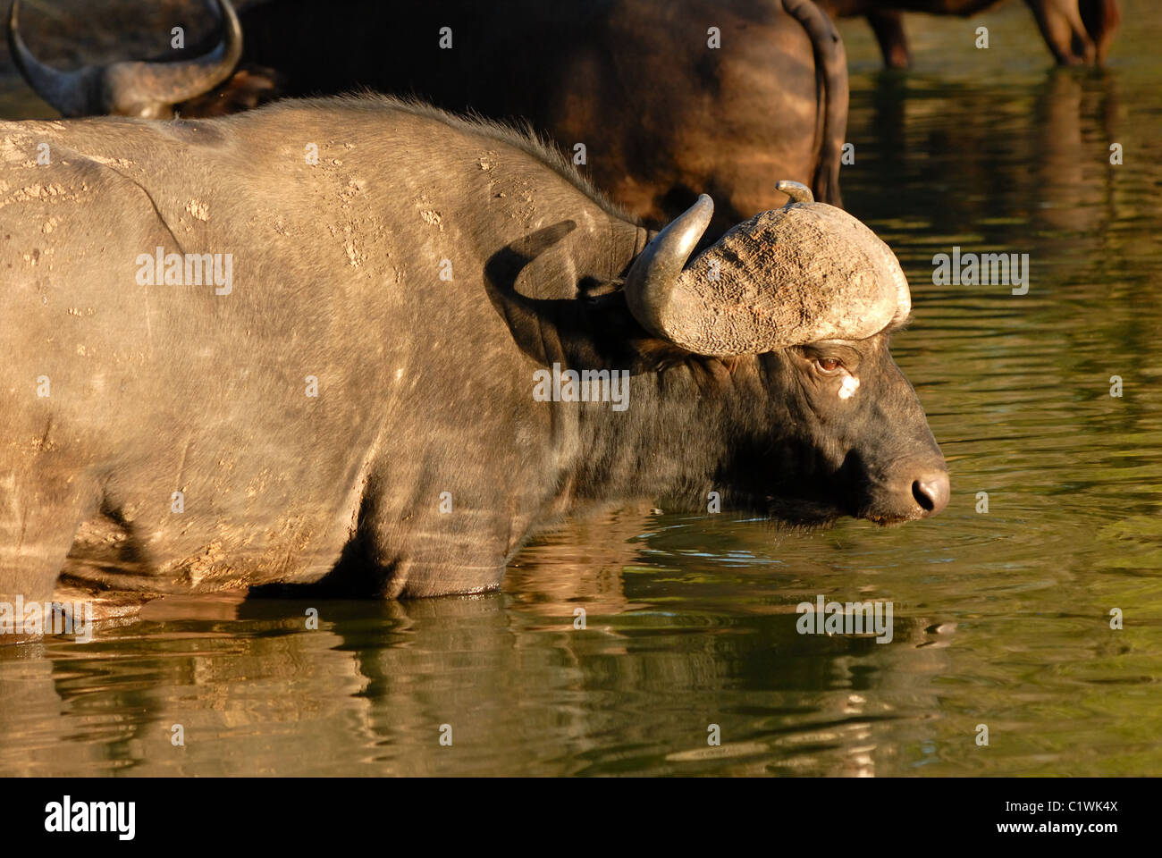Cape buffalo with trophy horns hi-res stock photography and images - Alamy