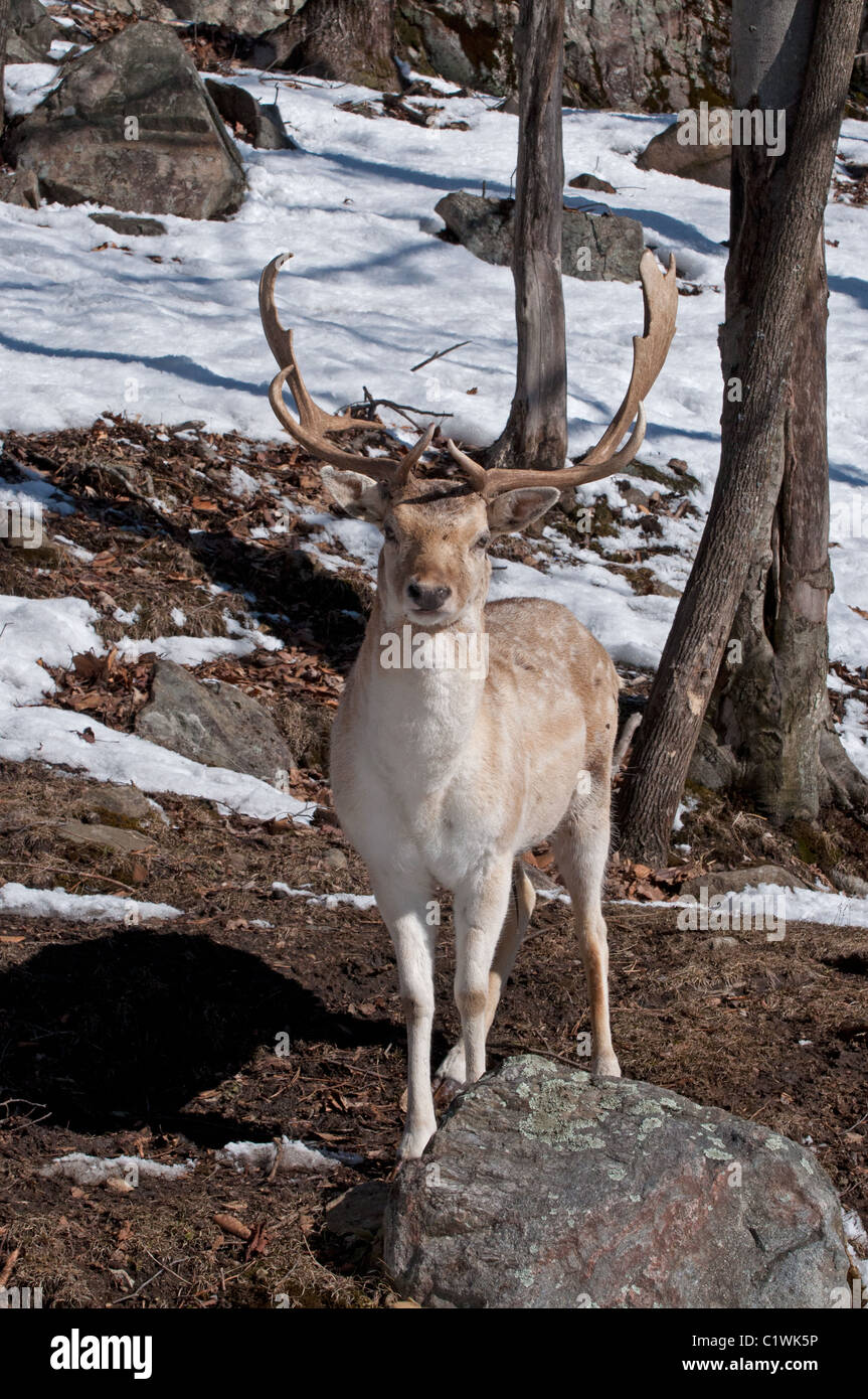A male Fallow Deer in the snow Stock Photo - Alamy