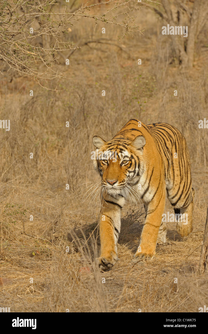Stalking tiger hi-res stock photography and images - Alamy