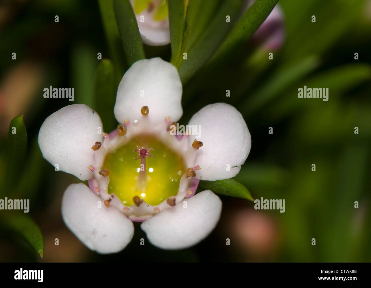 Chamelaucium uncinatum hi-res stock photography and images - Alamy