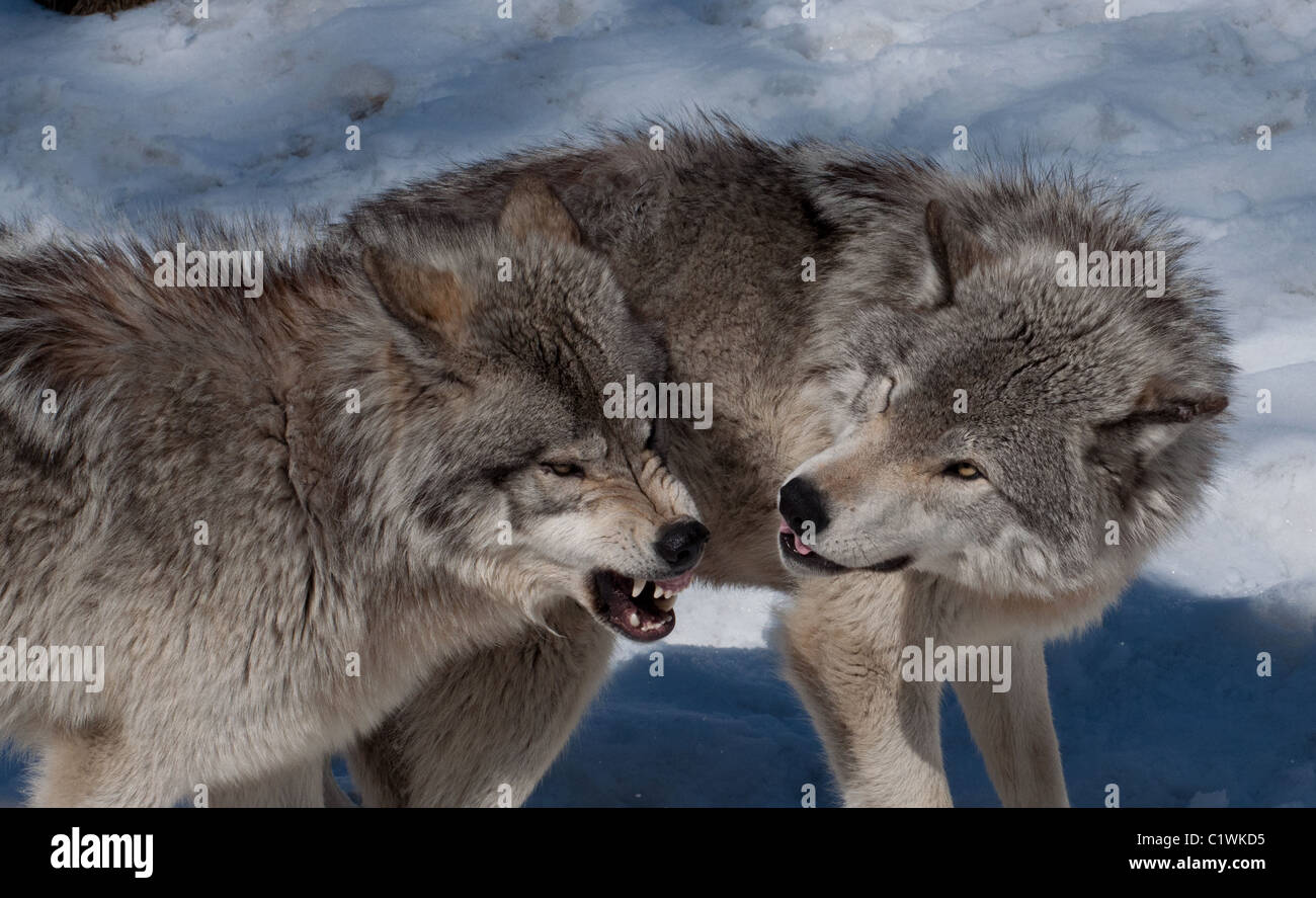 A Timber Wolf expressing dominance Stock Photo - Alamy