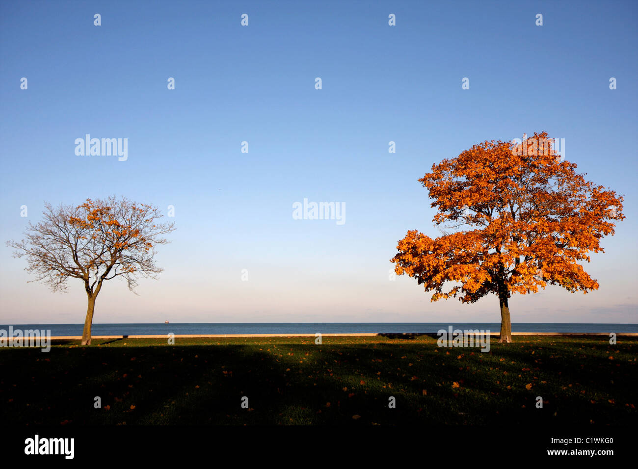 Yellow trees and green grass at autumn Stock Photo - Alamy