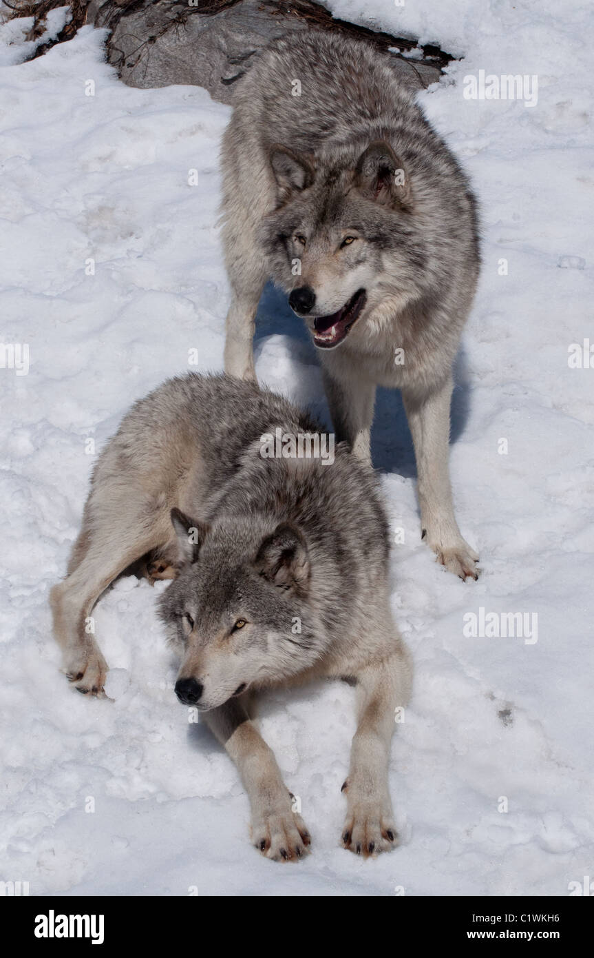 A pair of Timber Wolves in winter Stock Photo - Alamy