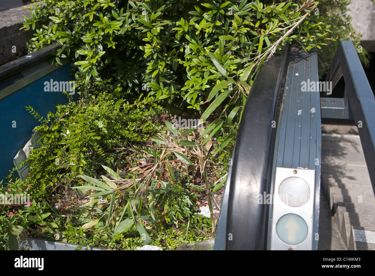 Urban decay and natural reclamation. Escalator reclaimed by vegetation ...