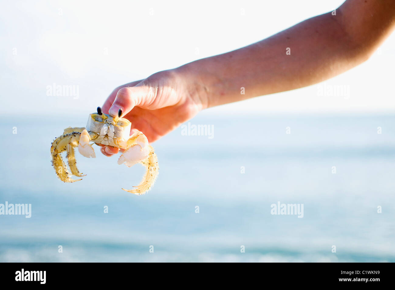 Crab on persons hand hi-res stock photography and images - Alamy