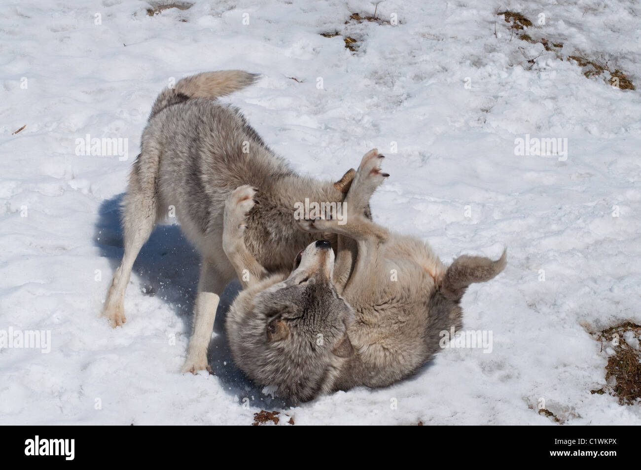 A Timber Wolf expressing dominance Stock Photo - Alamy