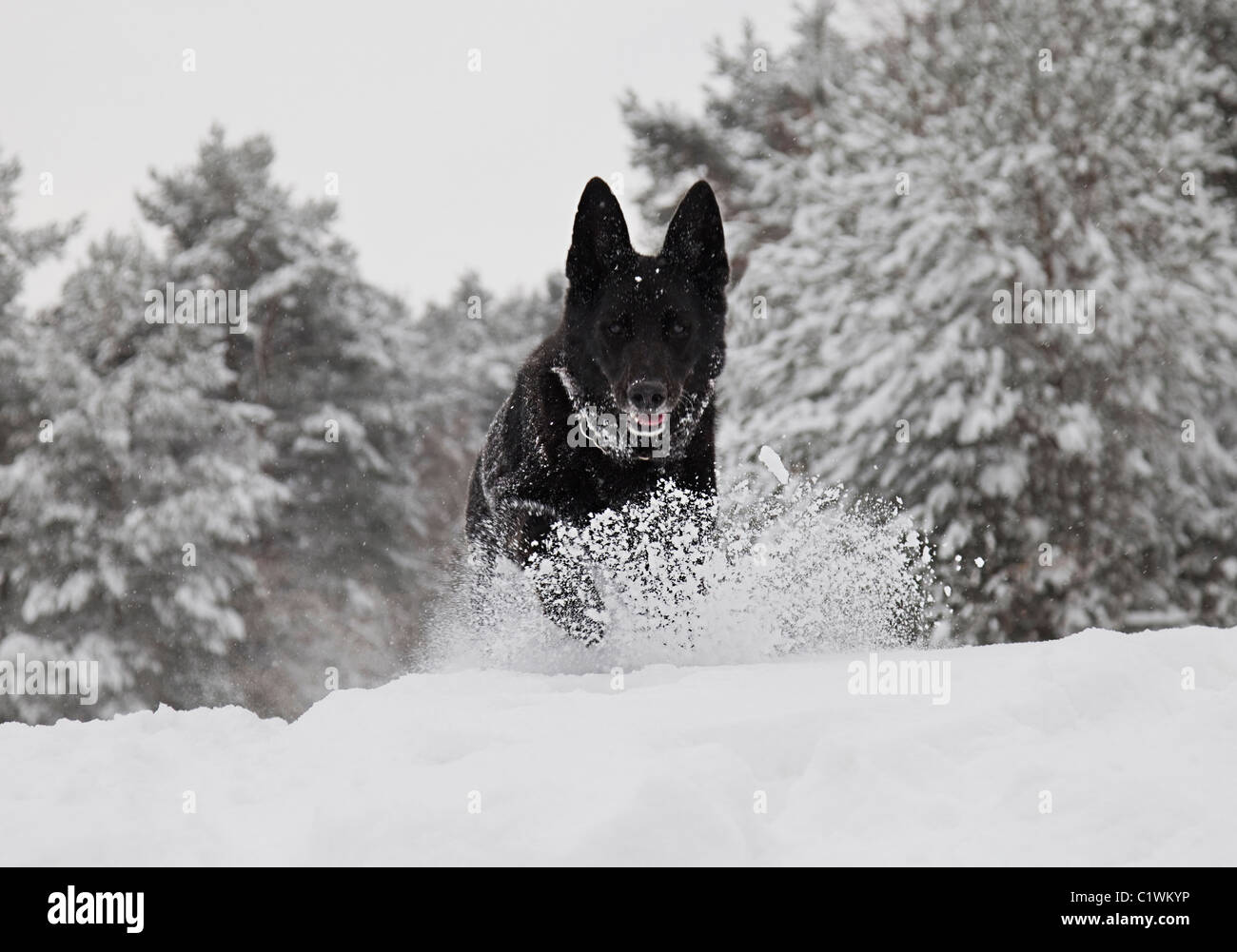 Black german shepherd hi-res stock photography and images - Alamy