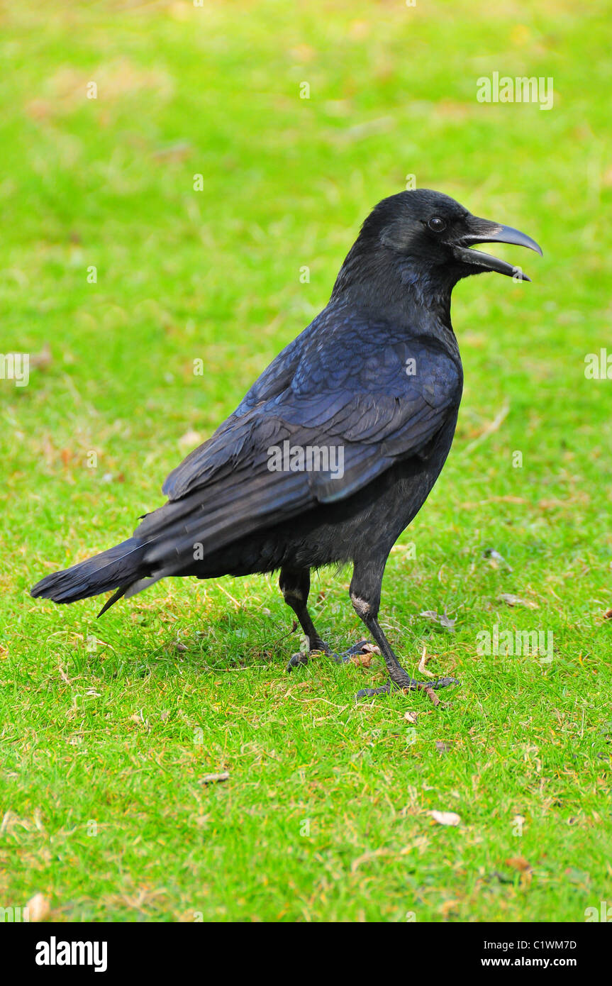 British crow hi-res stock photography and images - Alamy