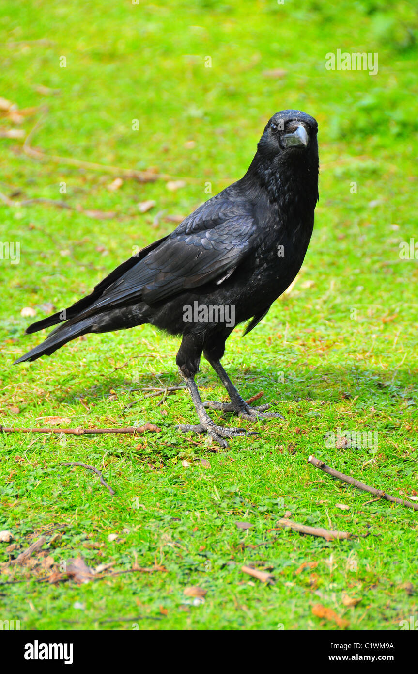 British crow hi-res stock photography and images - Alamy
