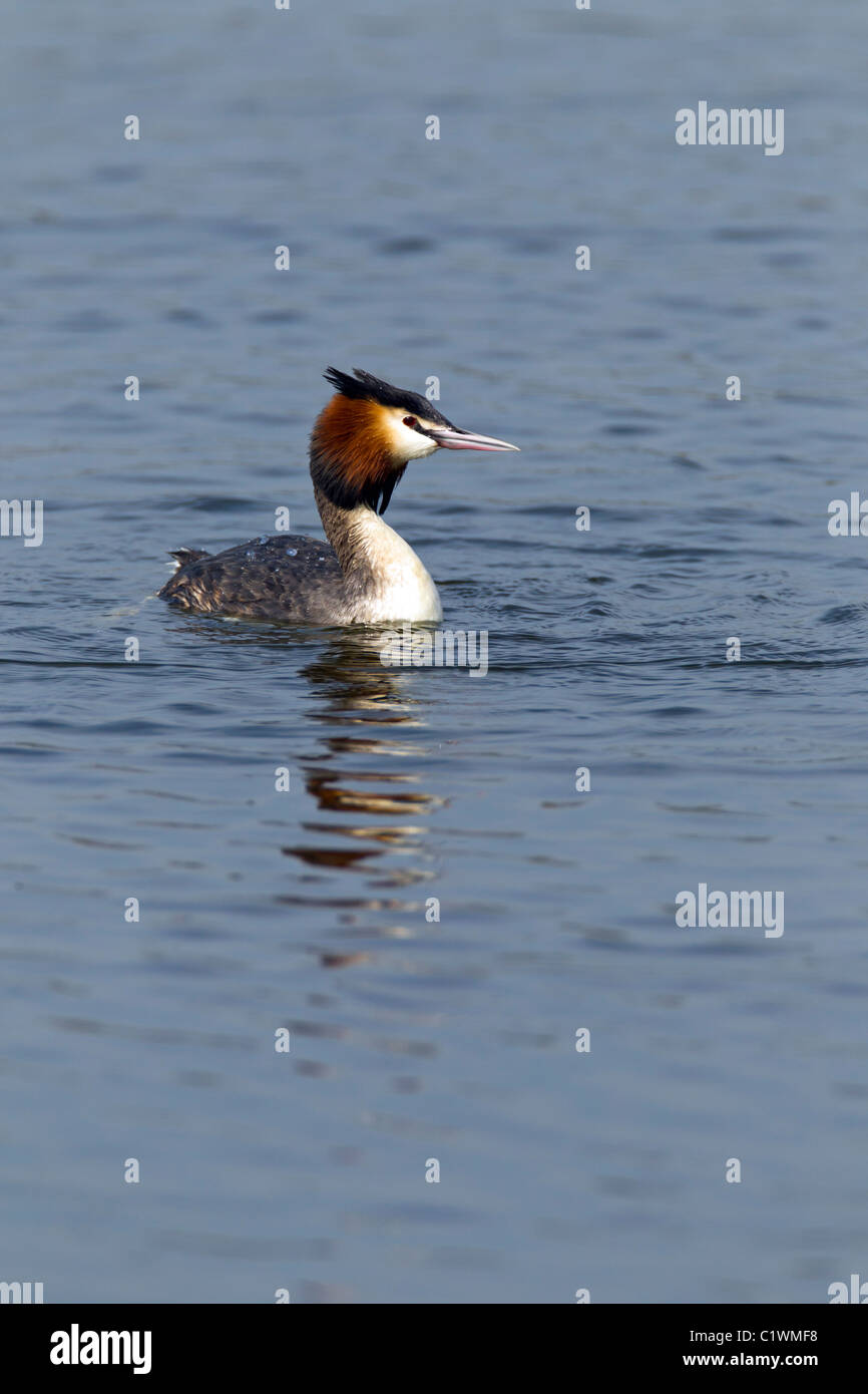 Great Crested Grebe Podiceps cristatus (Podicipedidae Stock Photo - Alamy