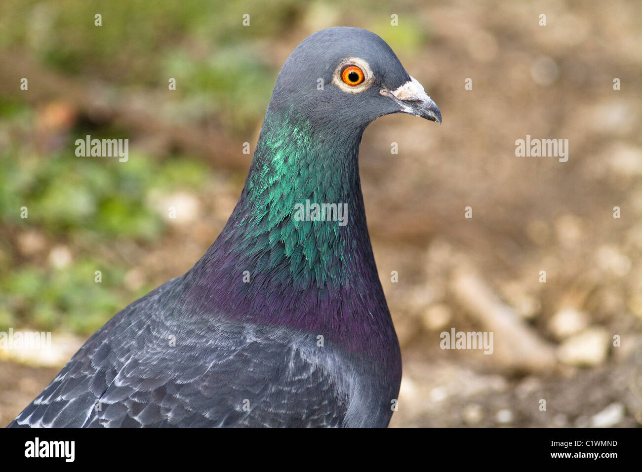 Close up shot of a pigeons head Stock Photo - Alamy