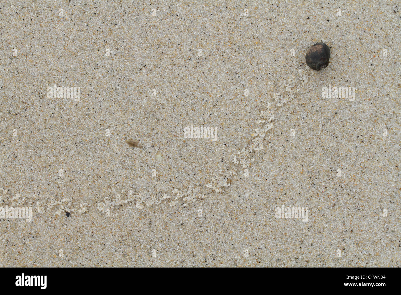 Periwinkle animal hi-res stock photography and images - Alamy