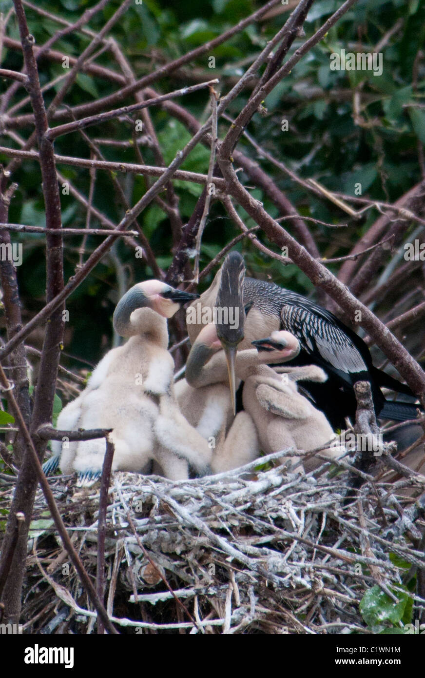 baby anhinga-nesting-anhinga anhinga-florida-2010 Stock Photo - Alamy
