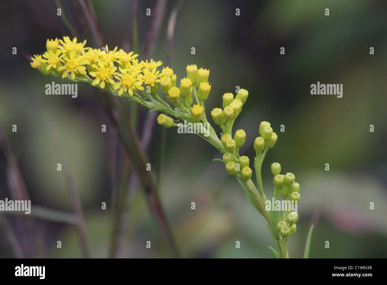 Solidago sempervirens hi-res stock photography and images - Alamy