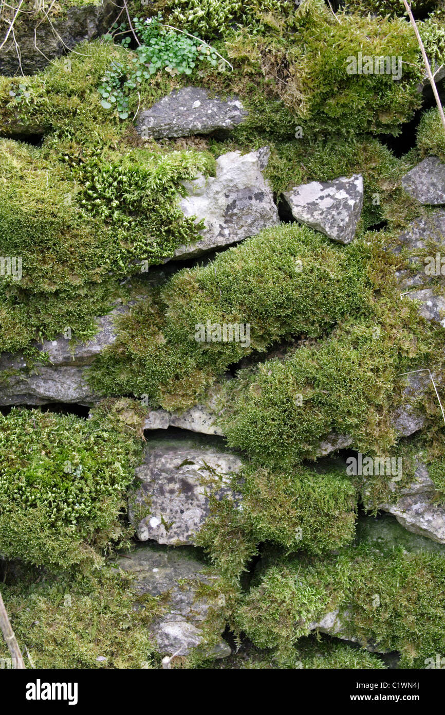 Mossy wall of rocks hi-res stock photography and images - Alamy