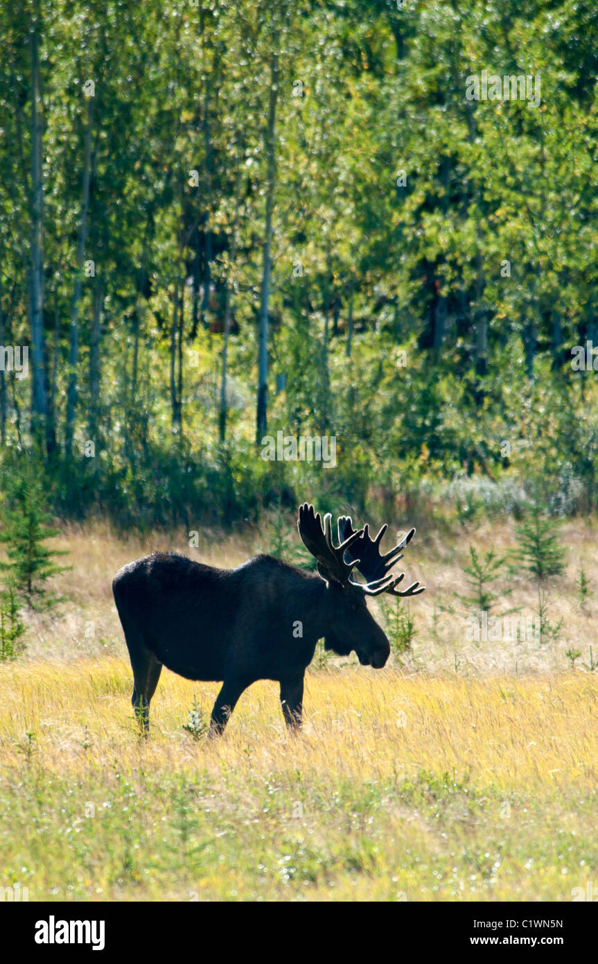 USA, Alaska, Alaska Wildlife Conservation Center, Moose Stock Photo - Alamy