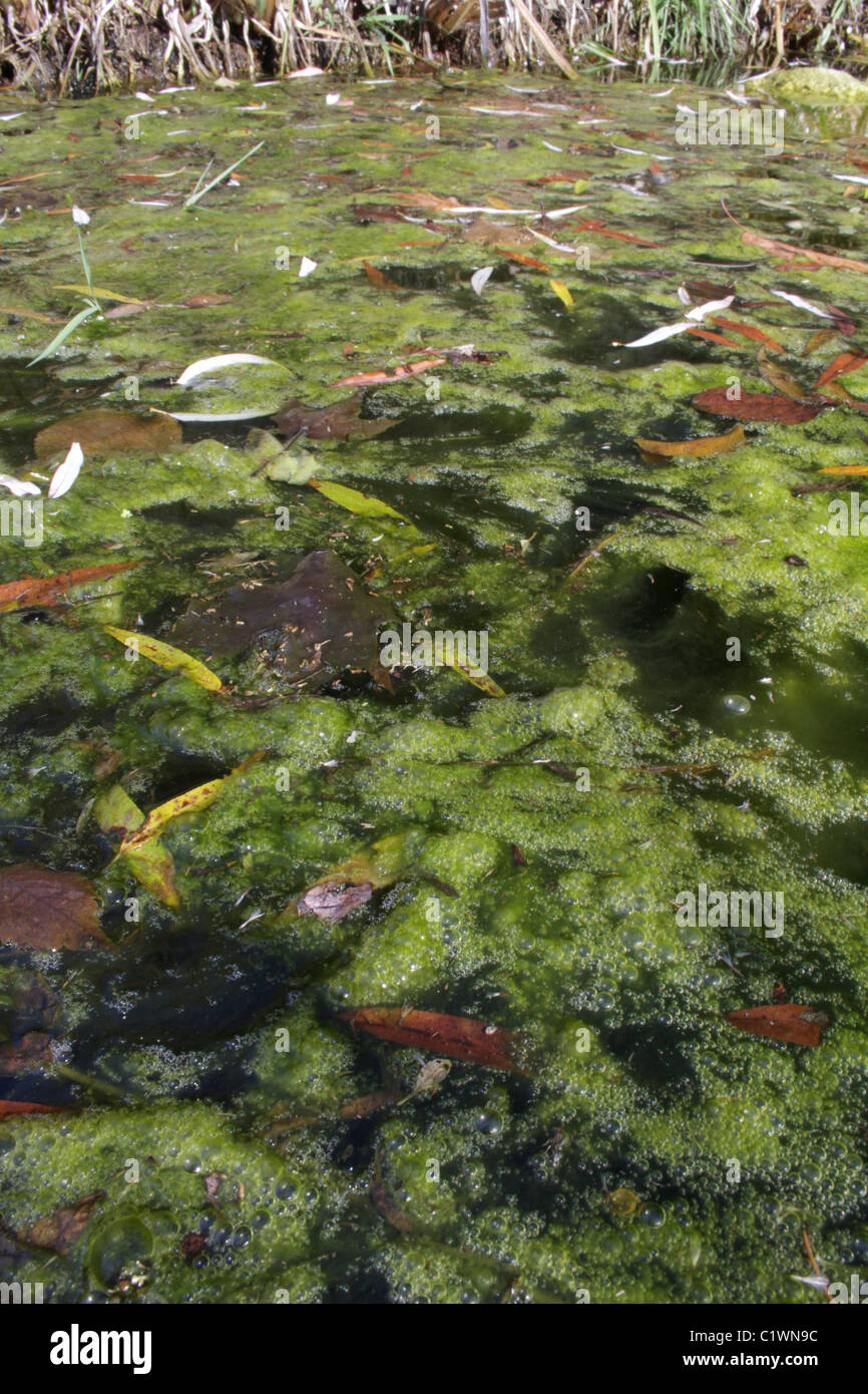 Pond algal bloom hi-res stock photography and images - Alamy