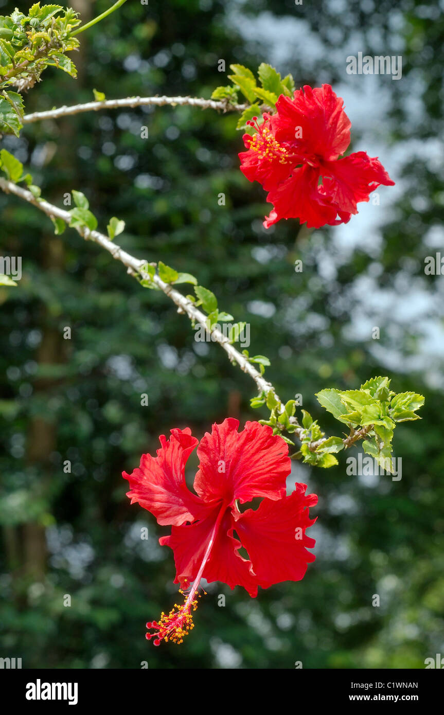 Hibiscus National Flower Malaysia High Resolution Stock Photography and ...