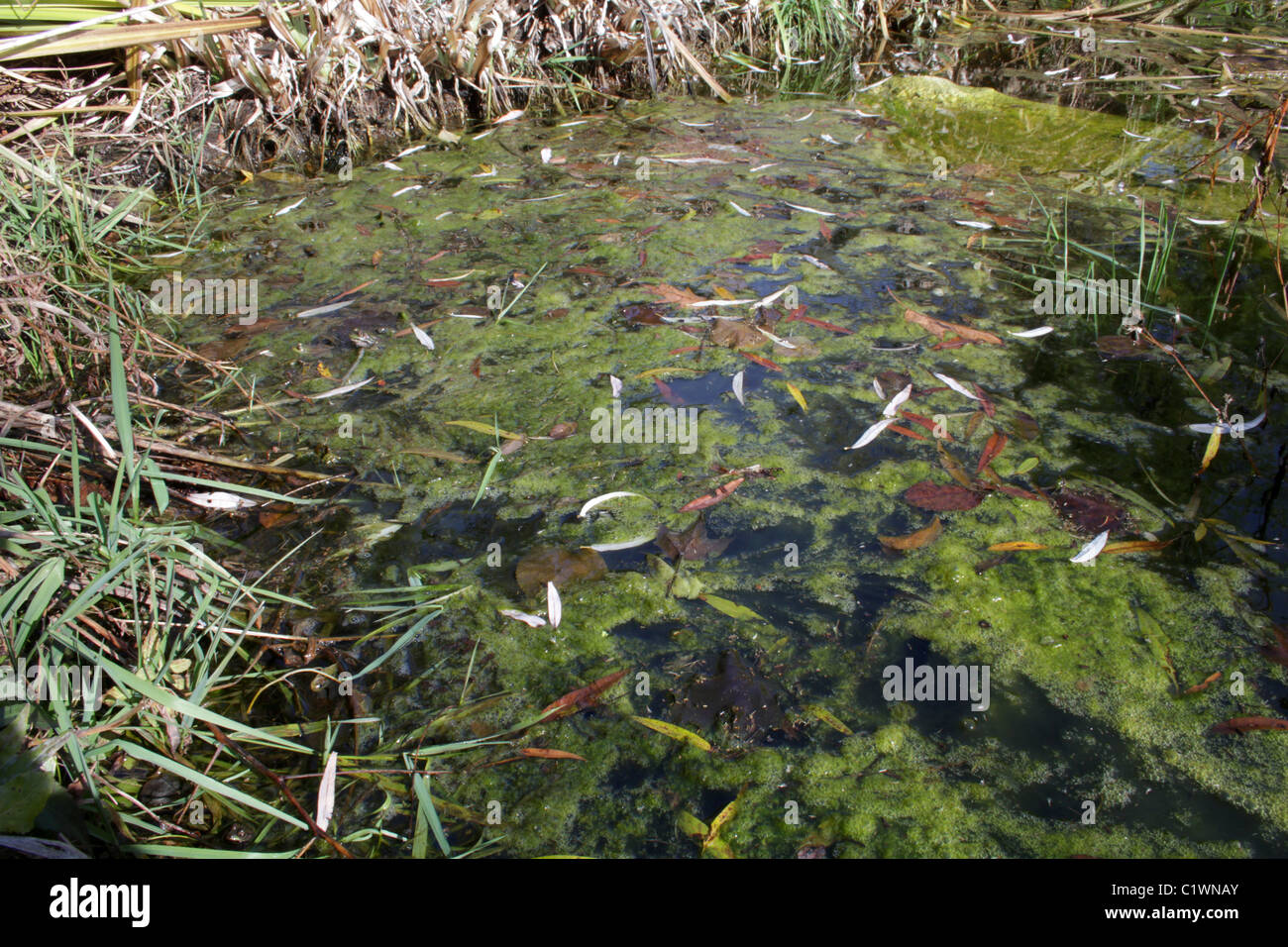 Algal bloom hi-res stock photography and images - Alamy