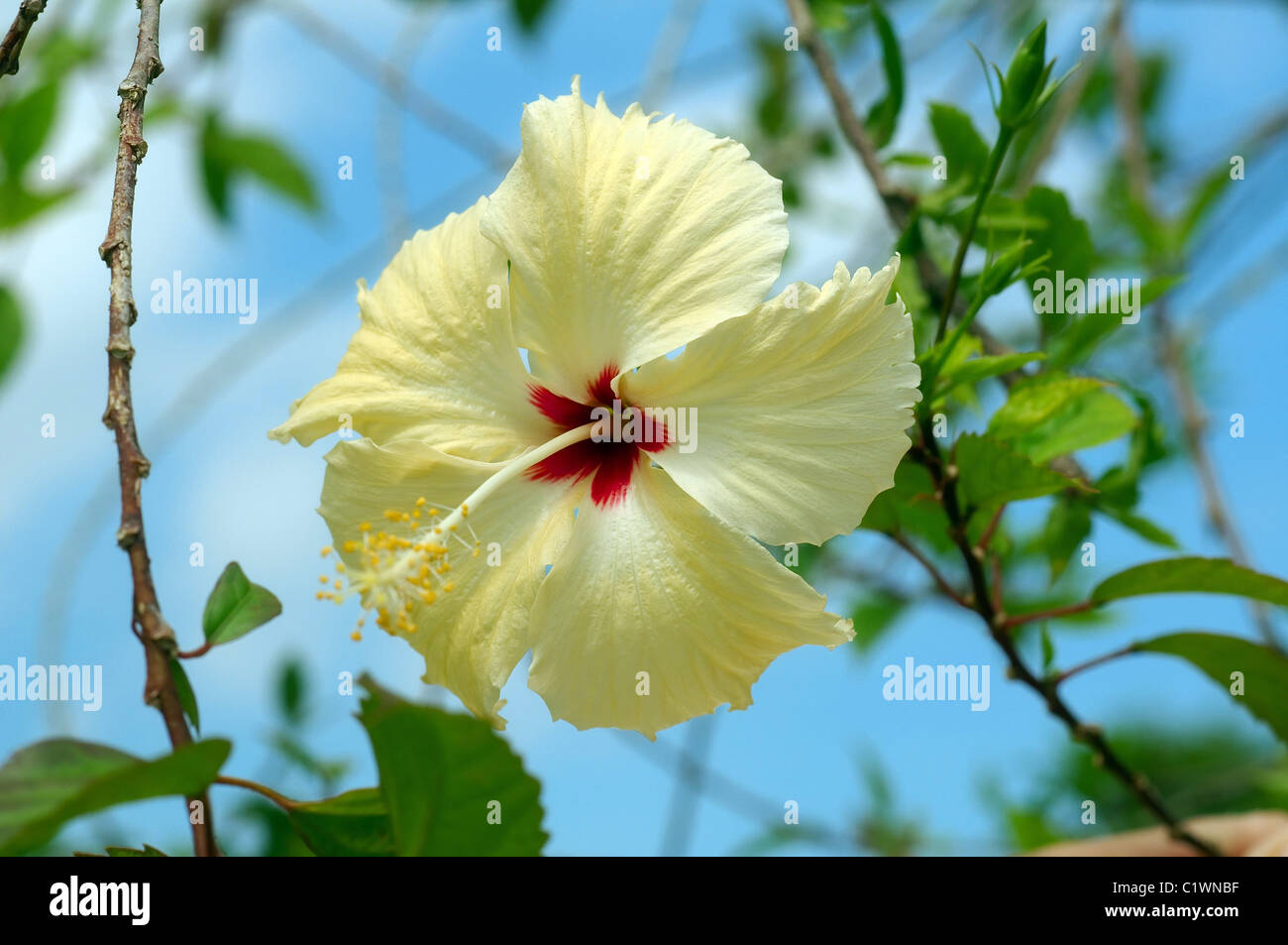 Hibiscus - - A national symbol of Malaysia Stock Photo - Alamy