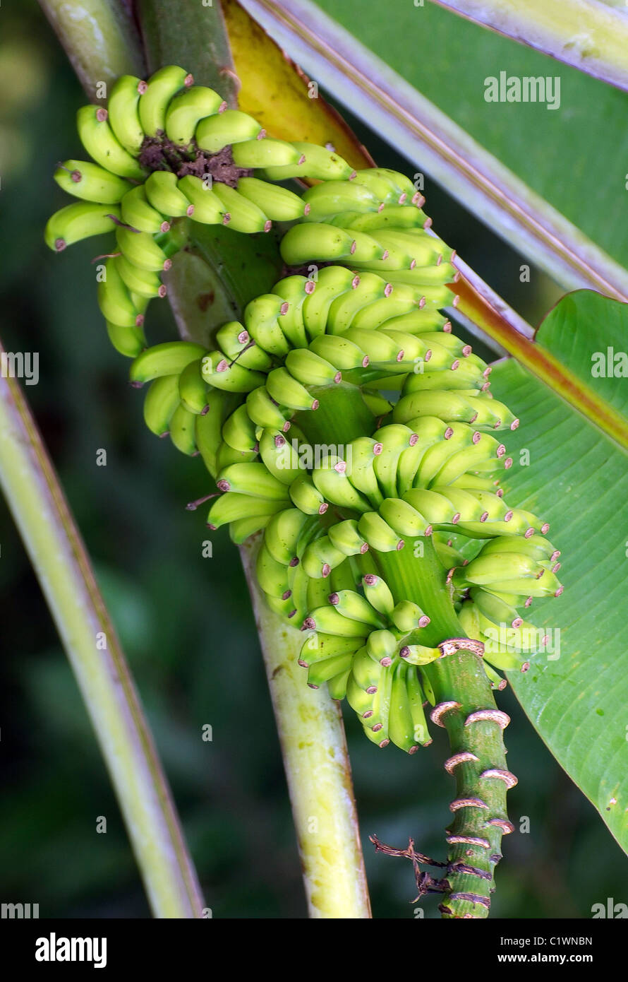Bananas on palm tree Stock Photo - Alamy