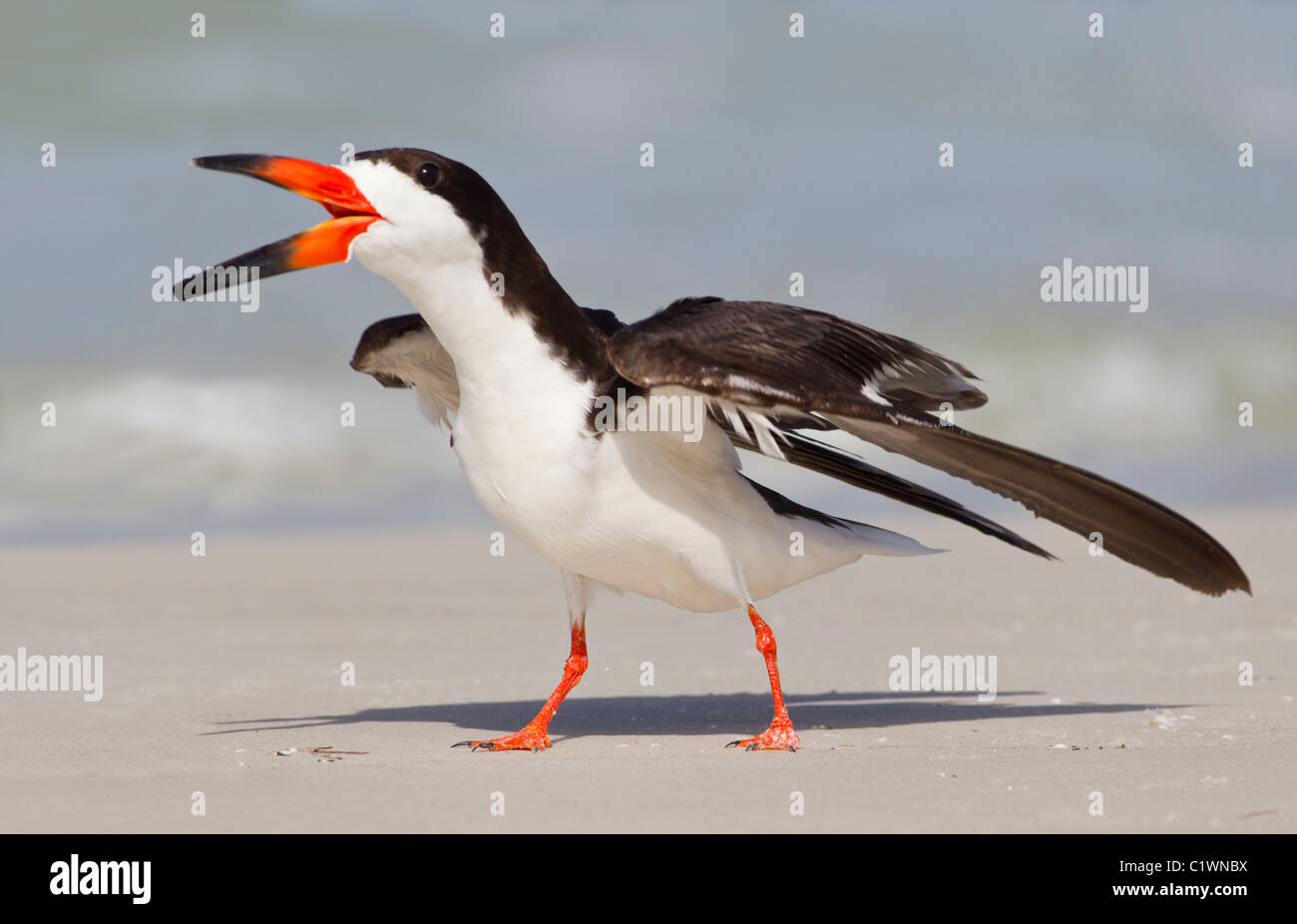 Close-up of a Black skimmer (Rynchops niger) calling on the beach Stock ...