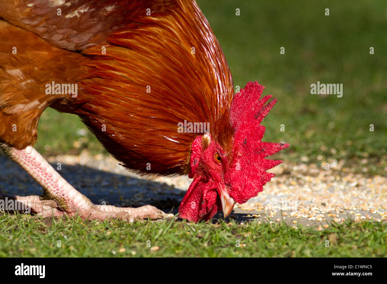 Cockrel hi-res stock photography and images - Alamy