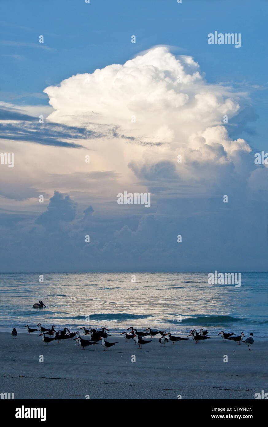 Flock of skimmers on the beach at sunrise, Florida, USA Stock Photo - Alamy