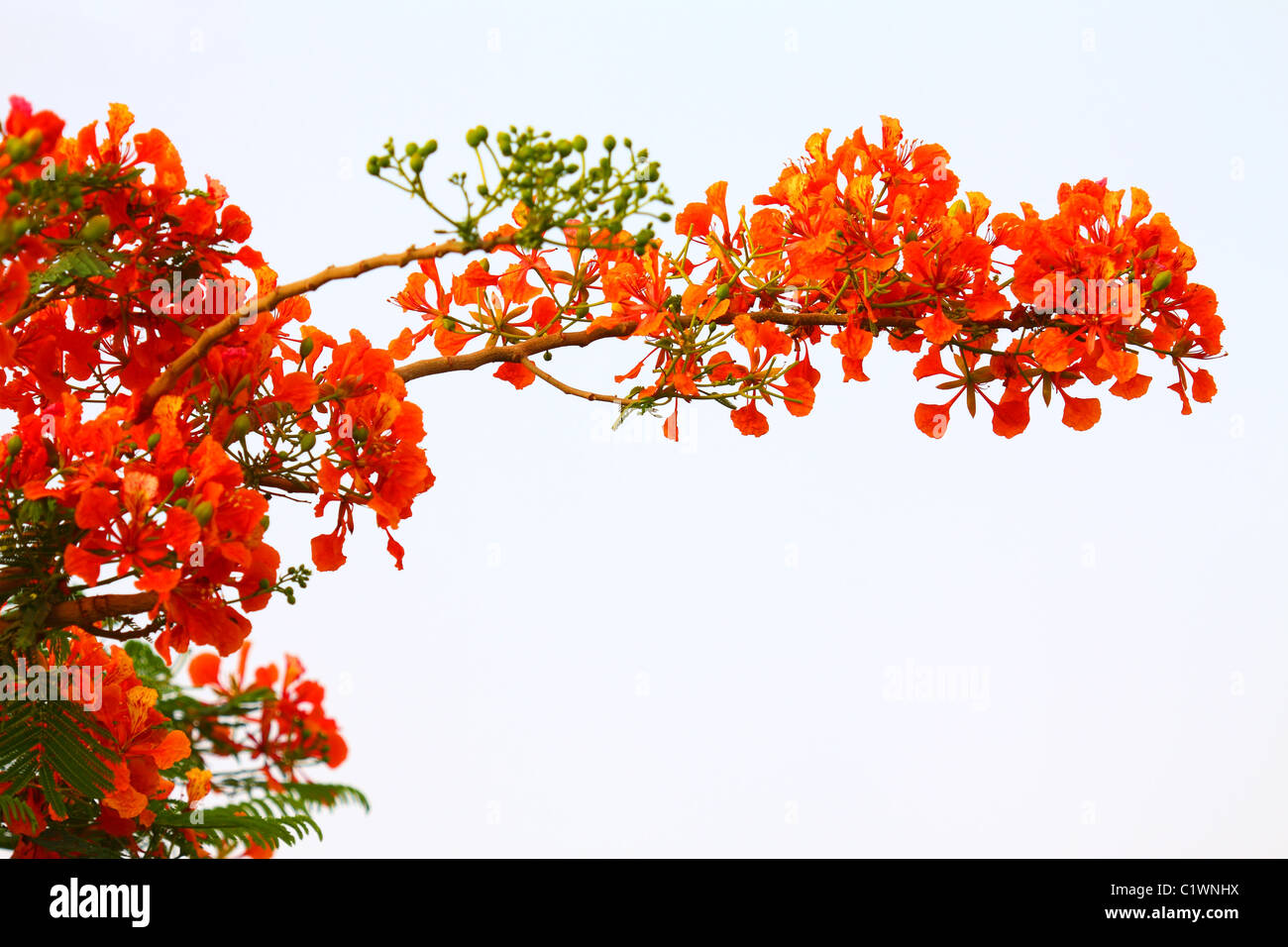 Flamboyant plants hi-res stock photography and images - Alamy