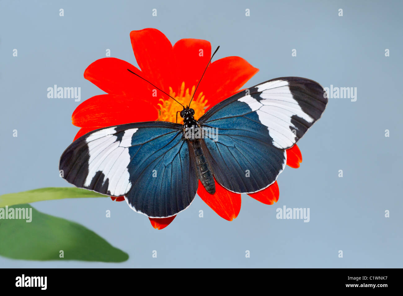 Close up of Sapho Longwing (Heliconius sapho Stock Photo - Alamy