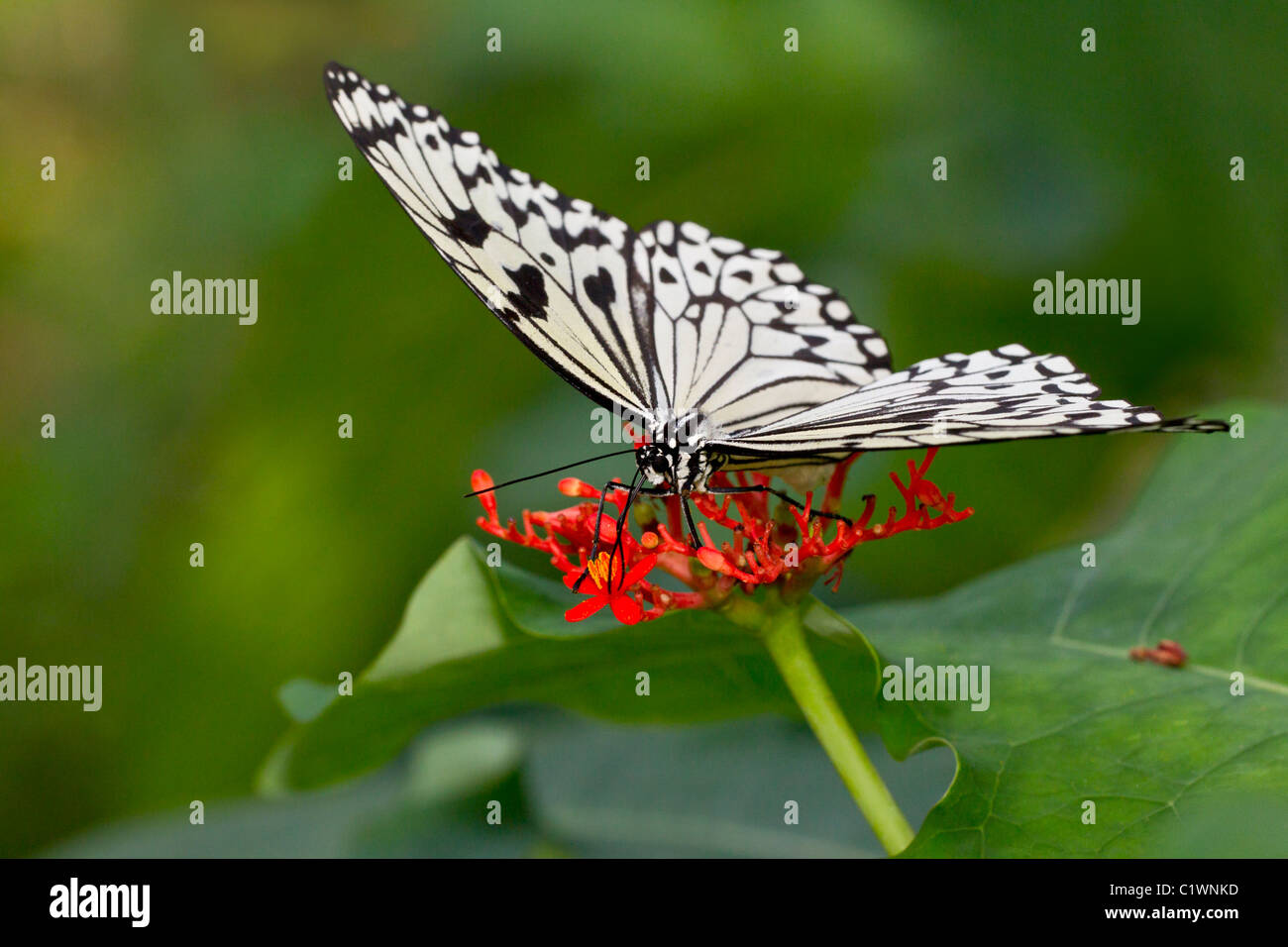 Close up of Rice Paper butterfly (Idea Leuconoe Stock Photo - Alamy