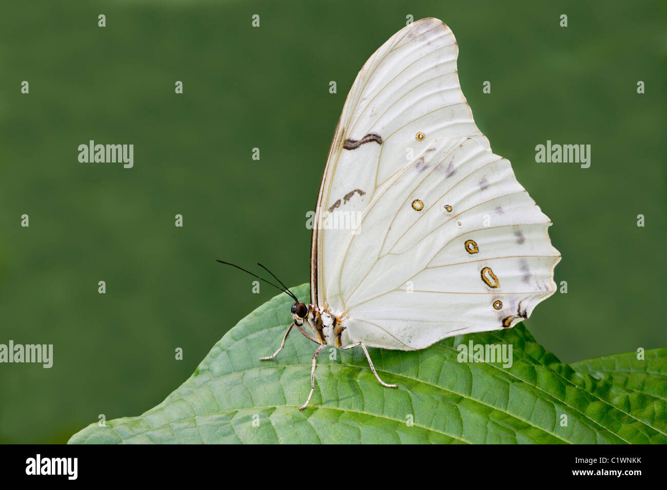 Close up of White Morpho (Morpho polyphemus Stock Photo - Alamy