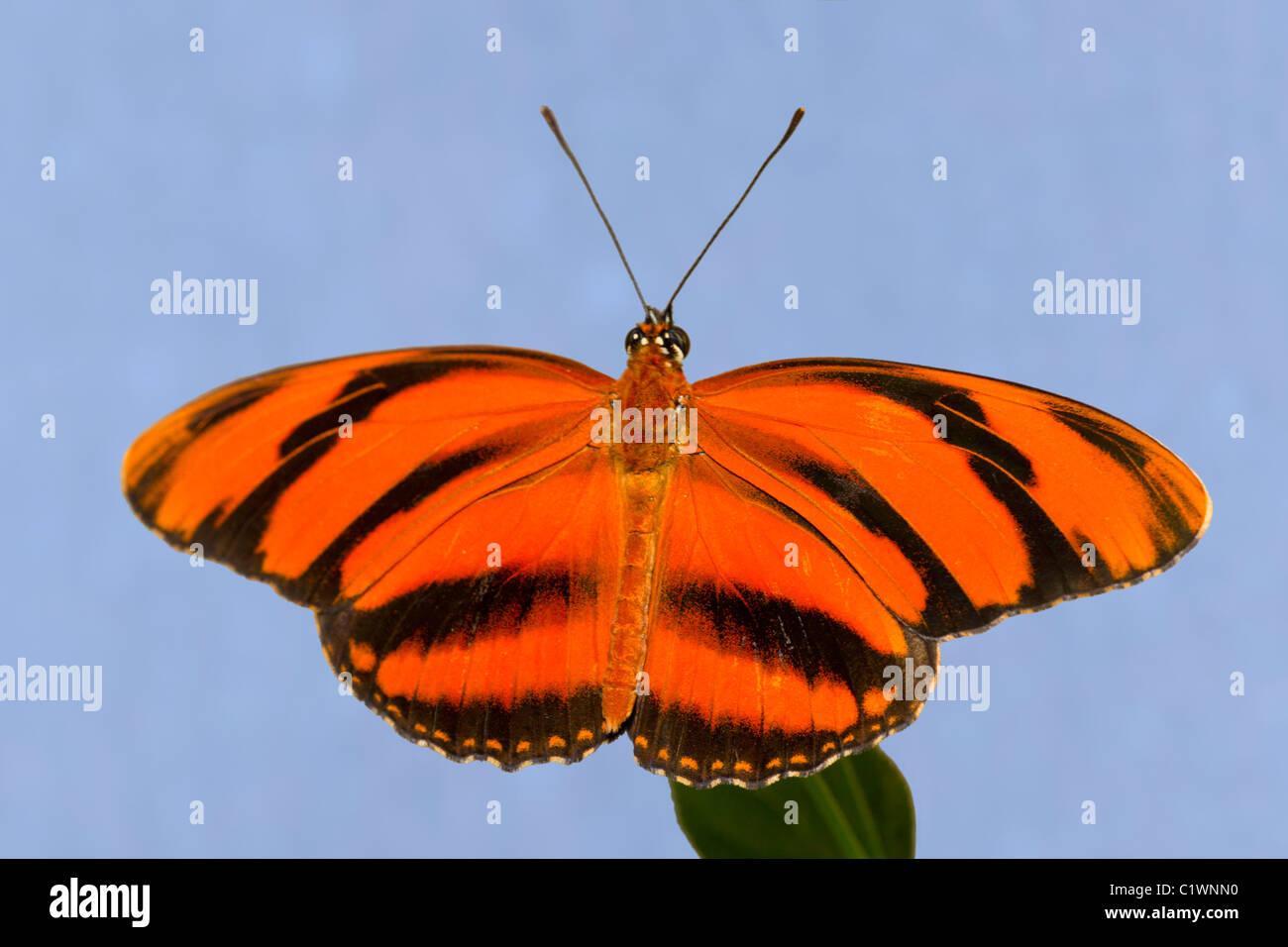 Close up of Banded Orange (Dryadula phaetusa Stock Photo - Alamy