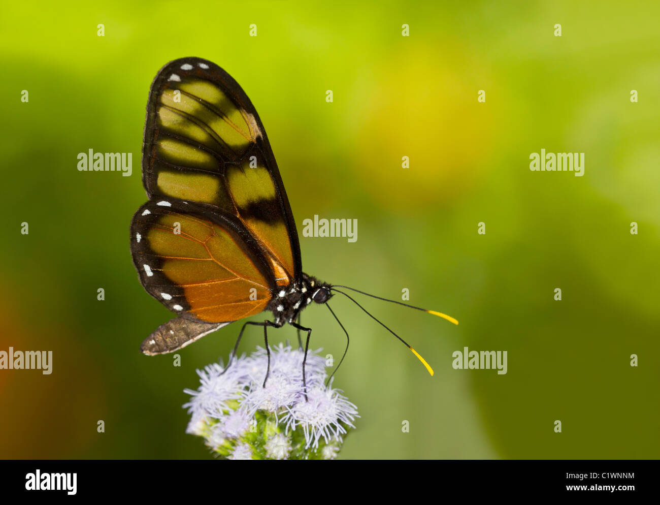 Dero hi-res stock photography and images - Alamy