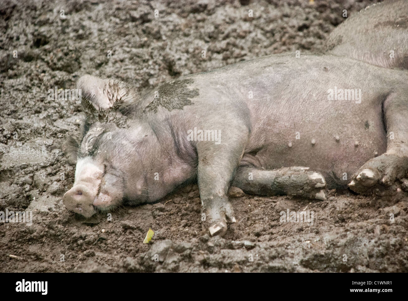 Berkshire Pig lying in a mud wallow, Stone Barns Center for Food and ...