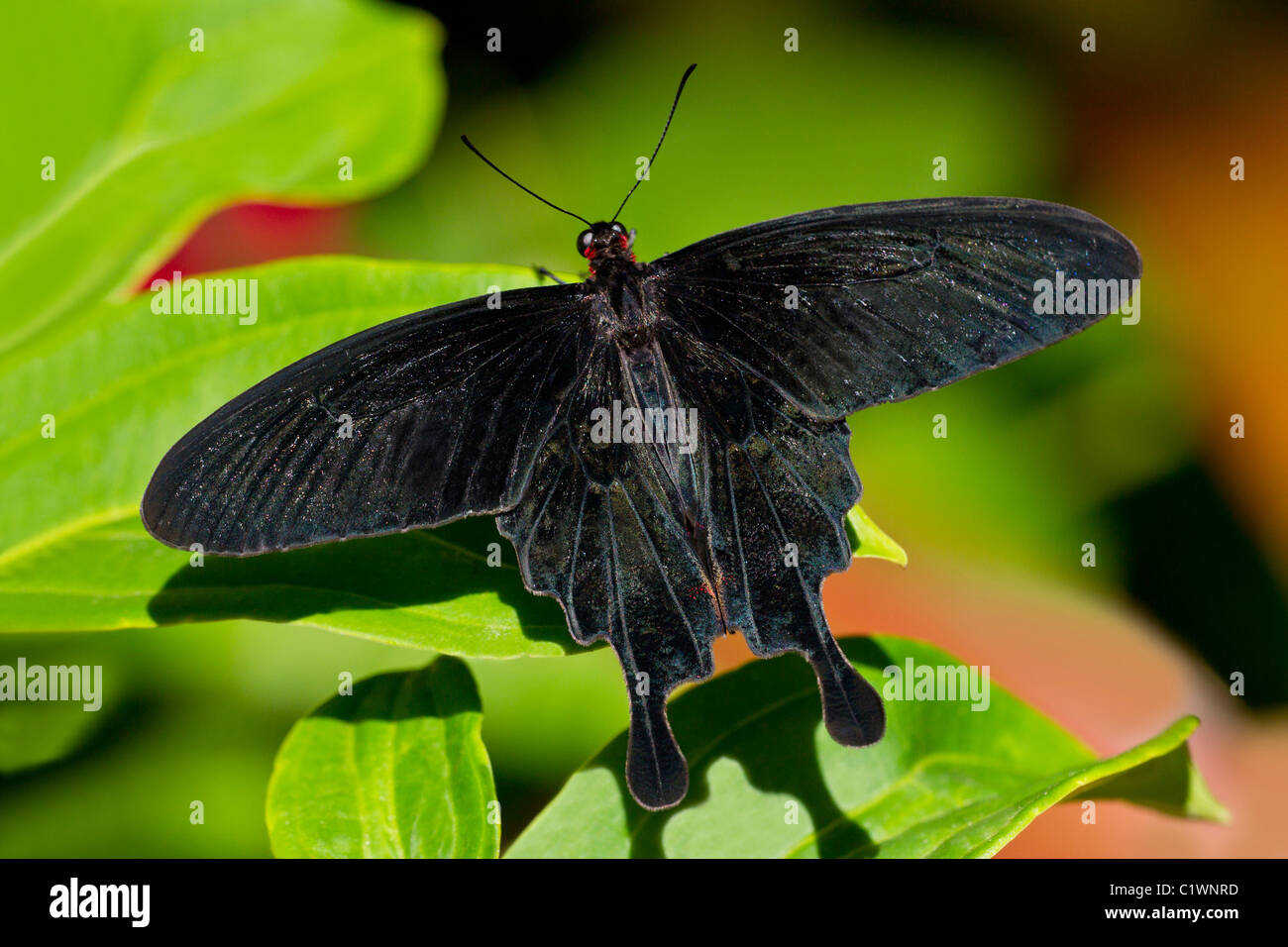 Pink rose swallowtail hi-res stock photography and images - Alamy