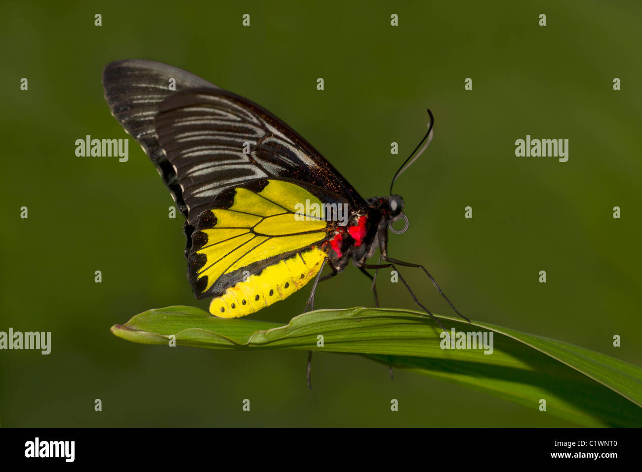 The common birdwing hi-res stock photography and images - Alamy