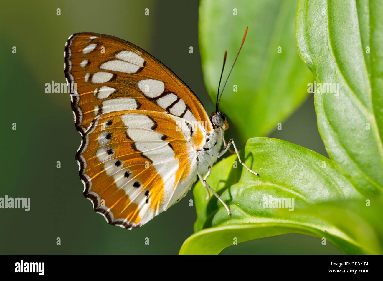 Close up of Common Sargent (Athyma perius Stock Photo - Alamy