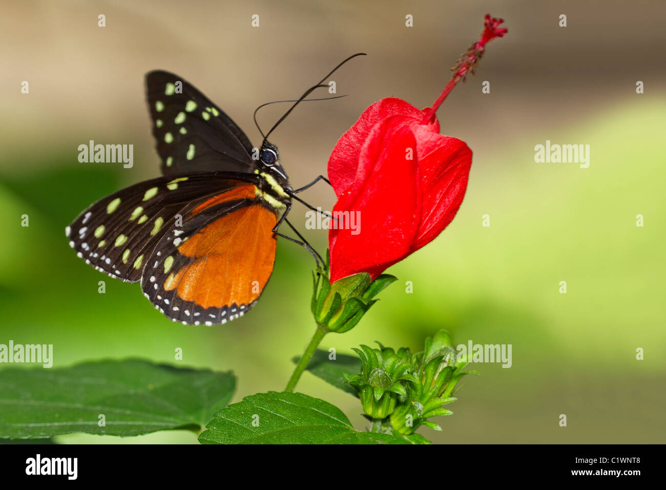 Tithorea tarricina hi-res stock photography and images - Alamy