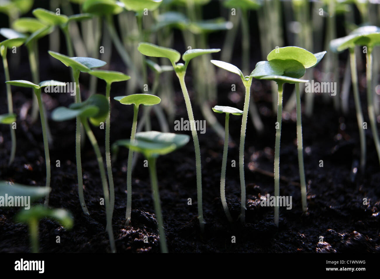 Basil seedlings hi-res stock photography and images - Alamy