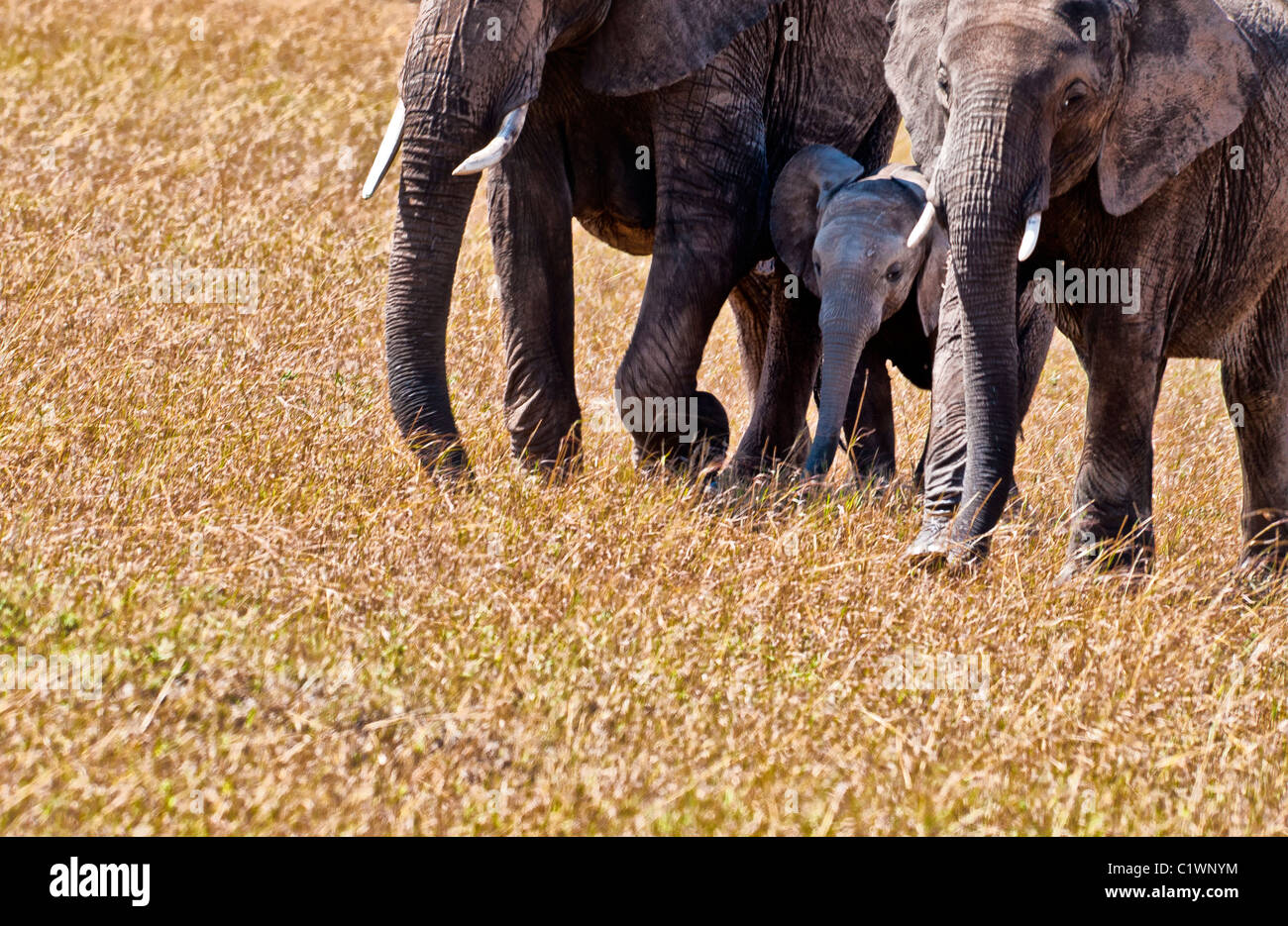 African Elephant Cows and Calf, Loxodonta africana, Masai Mara National ...