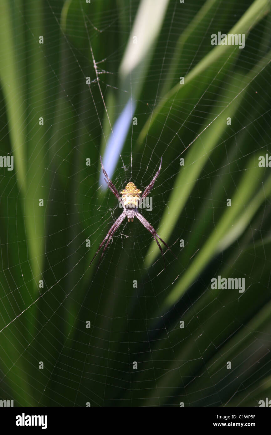 Scary spider in Bali Stock Photo - Alamy