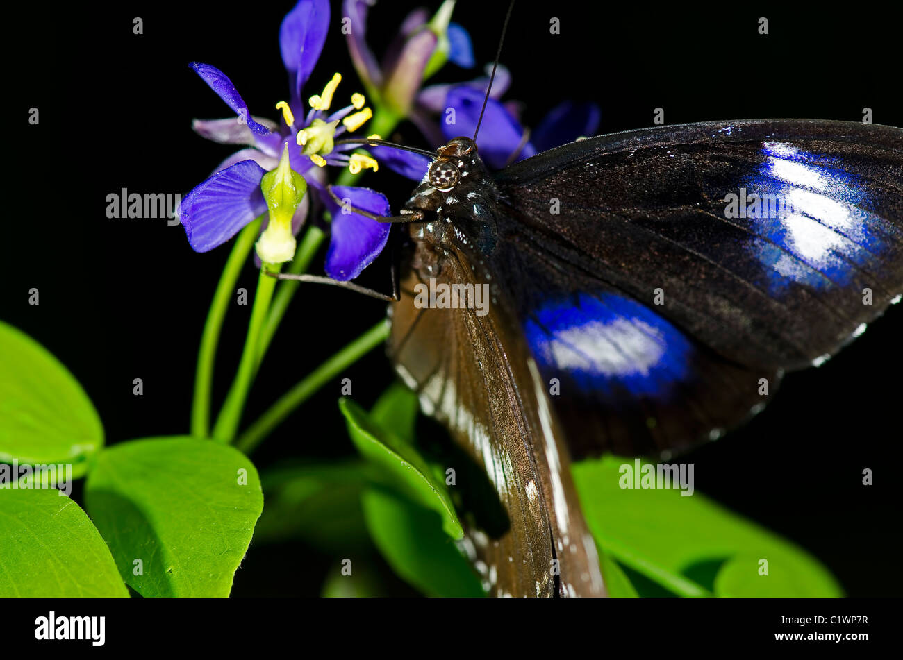 A photo of a Great Eggfly Butterfly, of the Nymphalidae family. Found ...