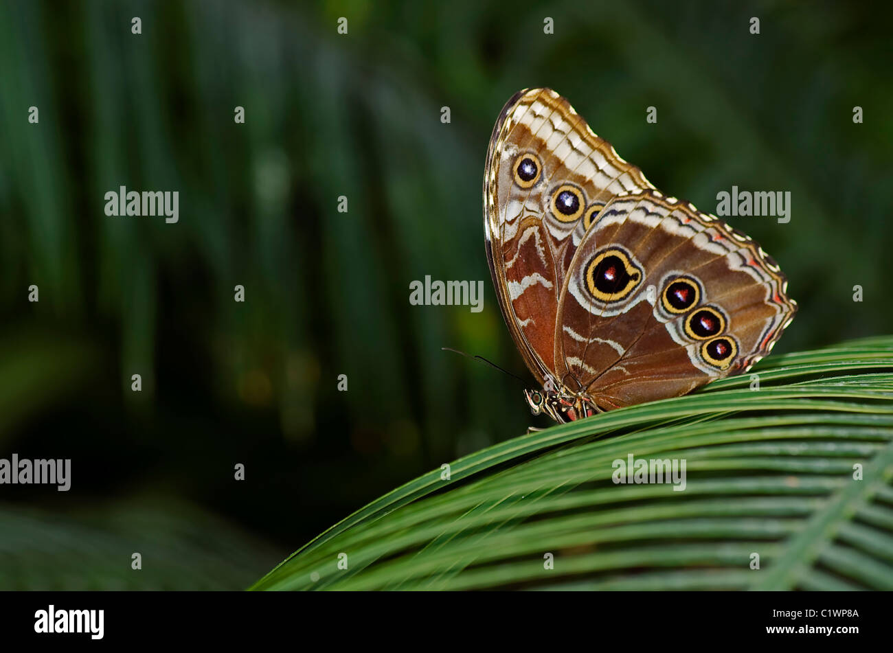A photo of an Owl Butterfly, also called a Blue Morpho Butterfly of the ...
