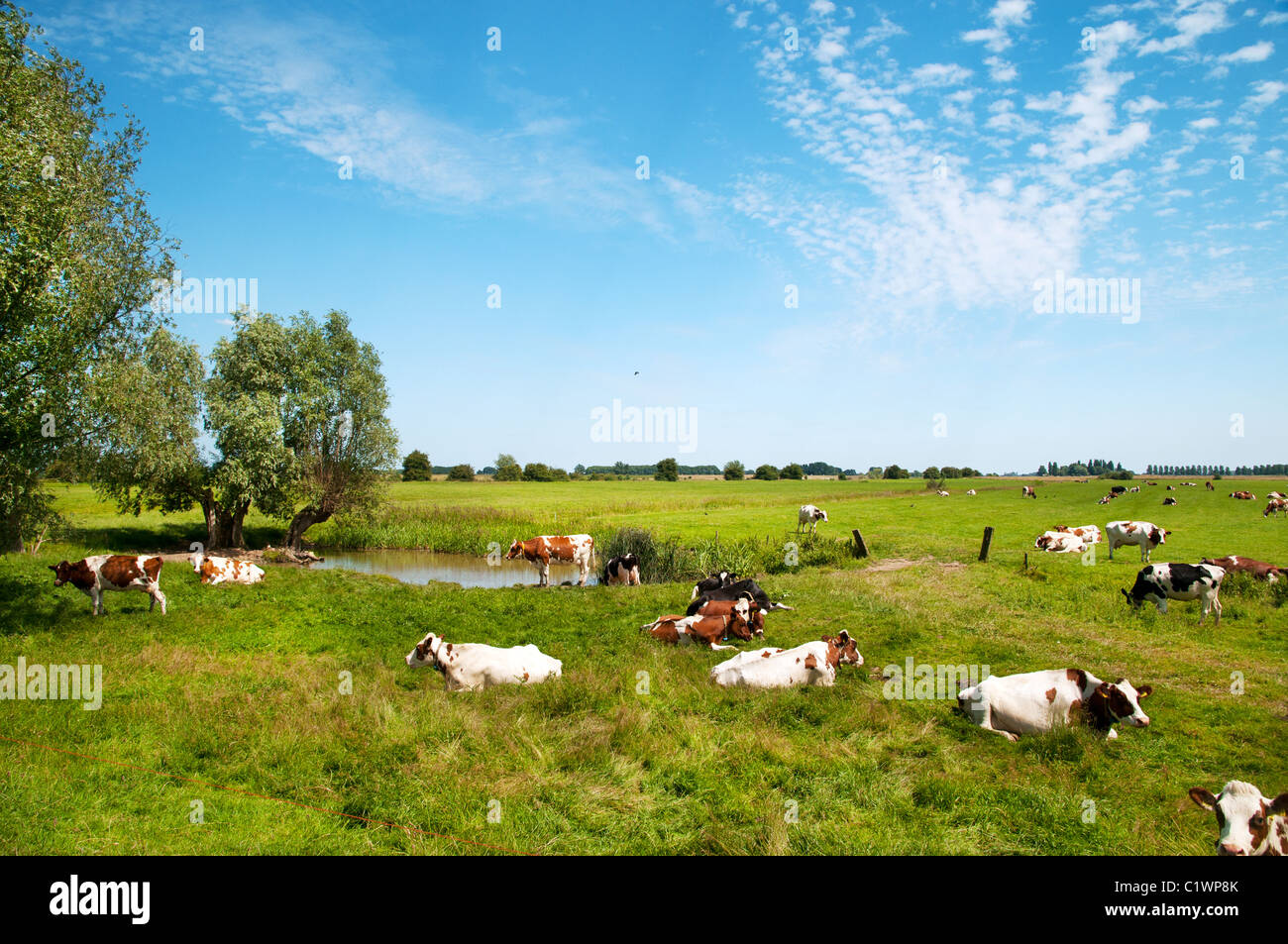 Typical Dutch landscape with cows in the pastures Stock Photo - Alamy