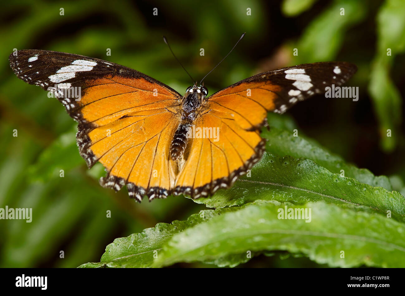 Photo of a Plain Tiger Butterfly, of the Nymphalidae family. Found ...