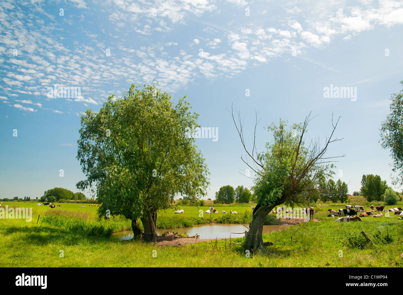 Typical Dutch landscape with cows in the pastures Stock Photo - Alamy