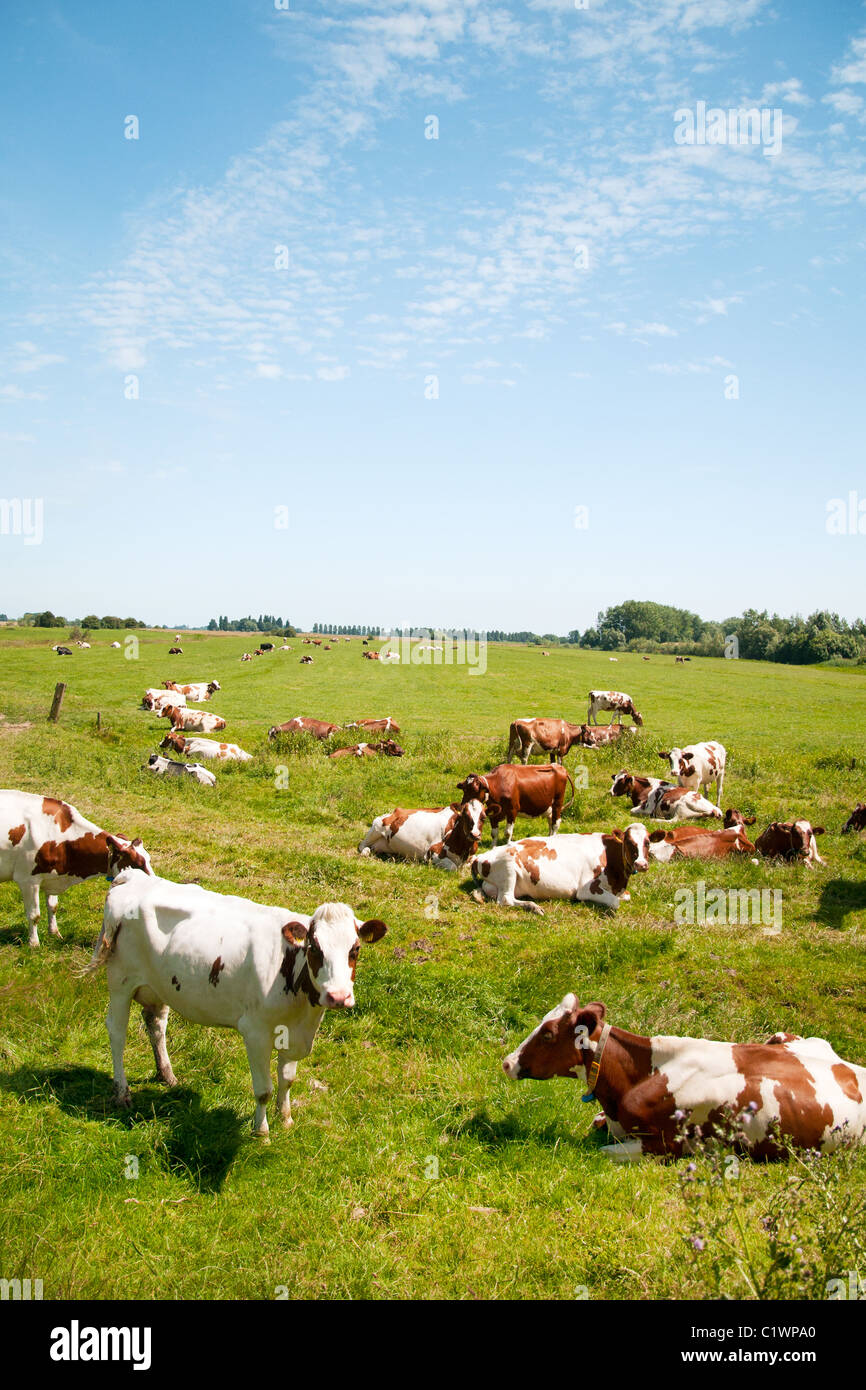 Typical Dutch landscape with cows in the pastures Stock Photo - Alamy